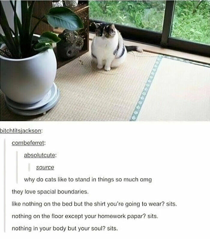 Laugh-Out-Loud Animal Memes That Will Have You Howling (45 PICS ...