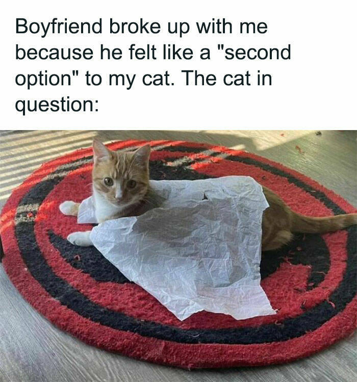 Laugh-Out-Loud Animal Memes That Will Have You Howling (45 PICS ...