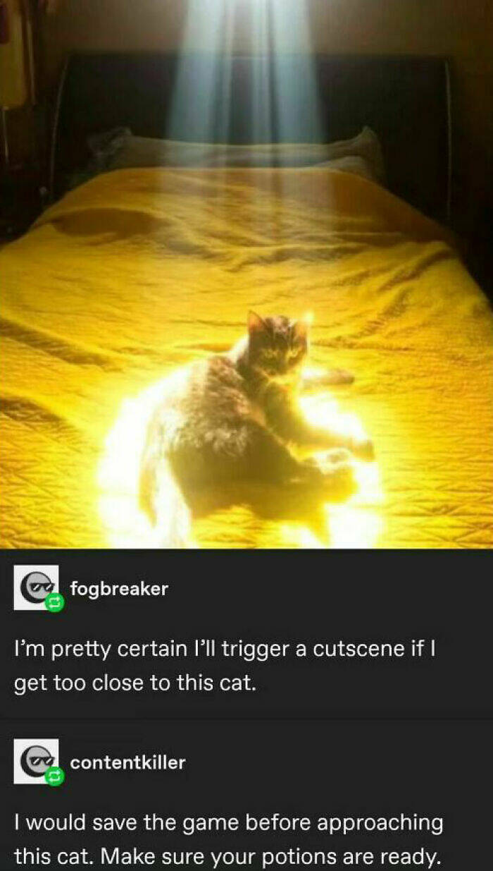 Laugh-Out-Loud Animal Memes That Will Have You Howling (45 PICS ...