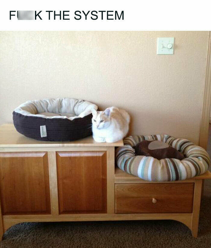 Laugh-Out-Loud Animal Memes That Will Have You Howling (45 PICS ...