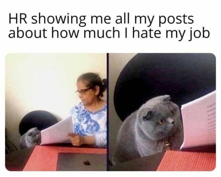 Hilarious And Cute Cat Moments Captured In Memes (46 PICS) - Izismile.com