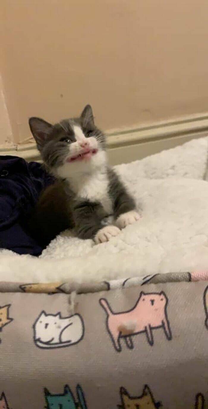 Hilarious And Cute Cat Moments Captured In Memes (46 PICS) - Izismile.com