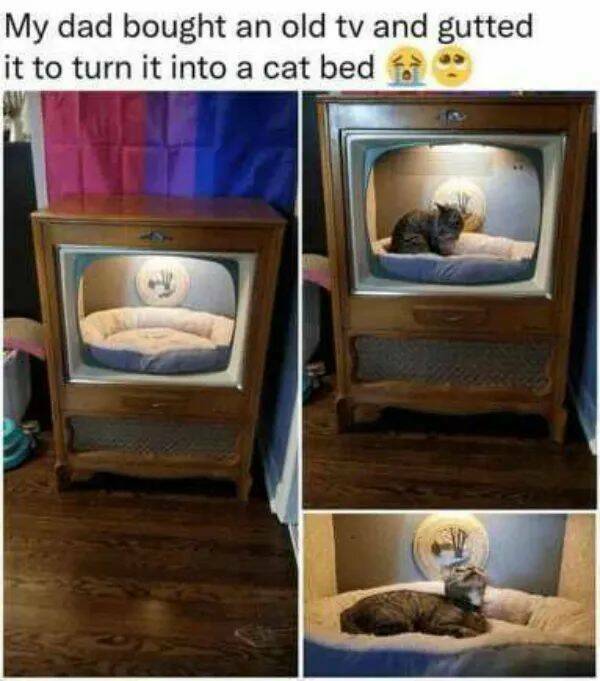 Adorable Cat Pics And Memes To Brighten Your Day (39 PICS) - Izismile.com