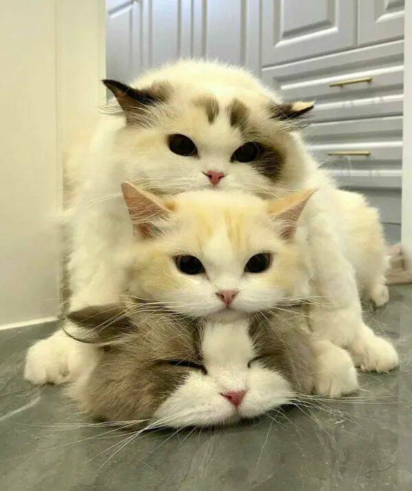 Adorable Cat Pics And Memes To Brighten Your Day (39 PICS) - Izismile.com