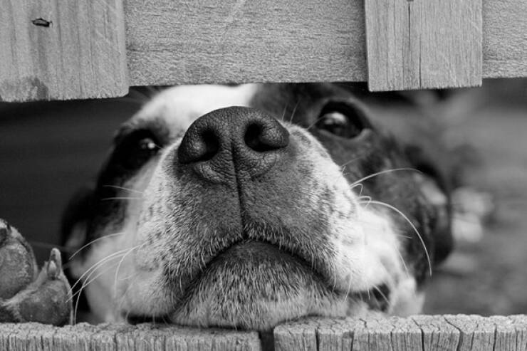 Heartfelt Epitaphs For Beloved Dogs From Ancient Greece And Rome (9 ...