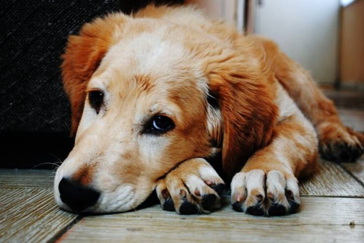 Heartfelt Epitaphs For Beloved Dogs From Ancient Greece And Rome (9 ...