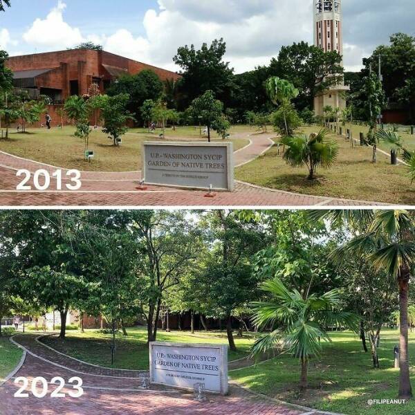 Amazing Before And After Photos of Trees Growing Over The Years (49 ...