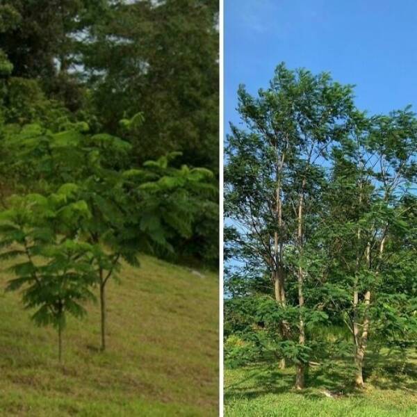 Amazing Before And After Photos of Trees Growing Over The Years (49 ...