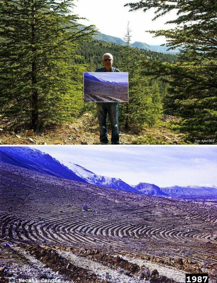 Amazing Before And After Photos of Trees Growing Over The Years (49 ...