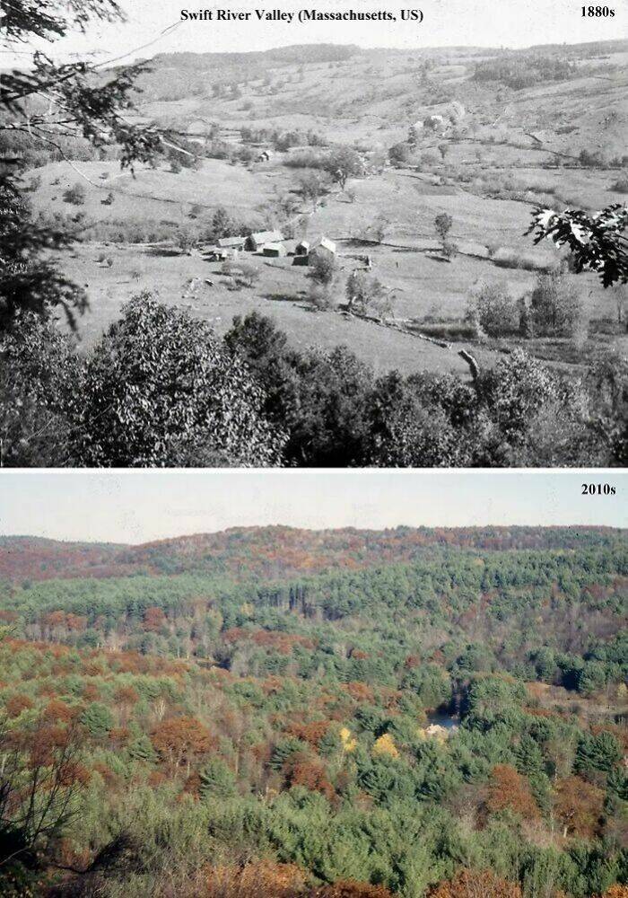 Amazing Before And After Photos of Trees Growing Over The Years (49 ...