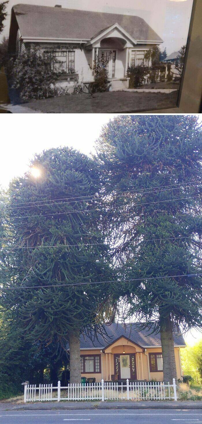 Amazing Before And After Photos of Trees Growing Over The Years (49 ...