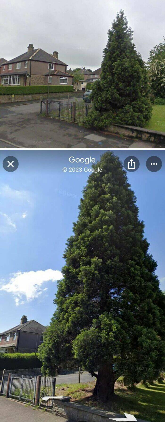 Amazing Before And After Photos of Trees Growing Over The Years (49 ...
