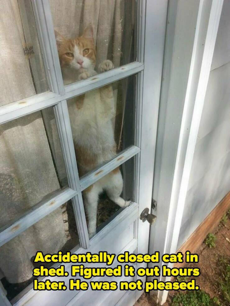 Animals Caught In The Funniest Moments (42 PICS + 4 GIFS) - Izismile.com