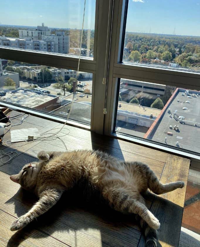 Animals Caught In The Funniest Moments (42 PICS + 4 GIFS) - Izismile.com