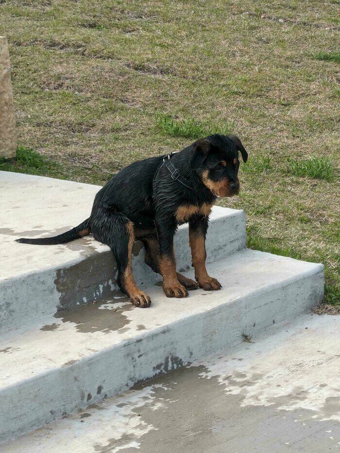 Dogs Being Hilariously Broken In The Best Way (46 PICS) - Izismile.com