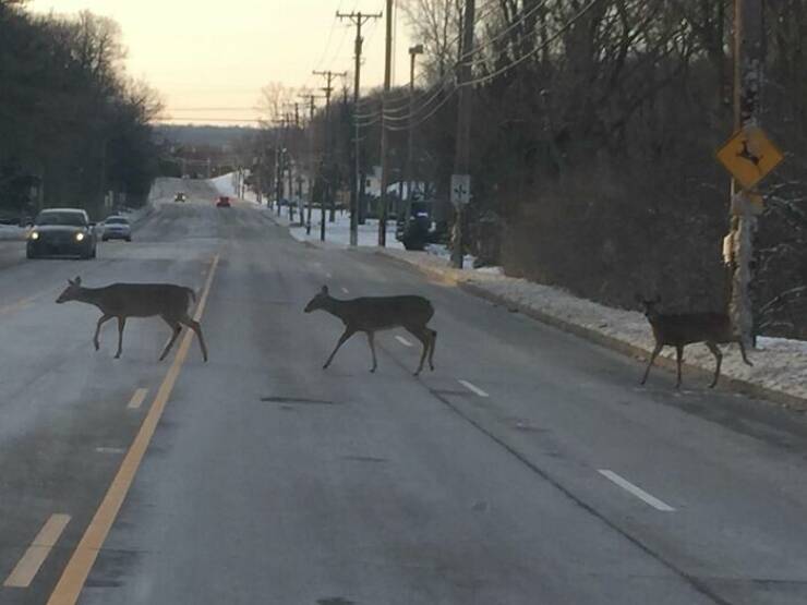 Unusual Things Spotted On The Road That Had To Be Captured (50 PICS ...