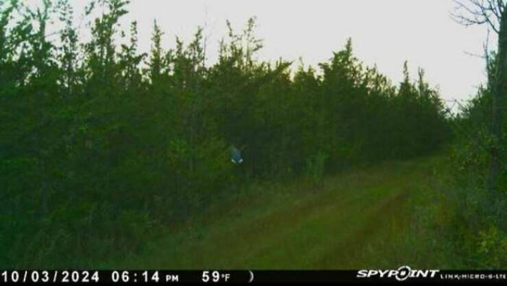 Creepy Trail Cam Photos That Will Make You Think Twice About The ...