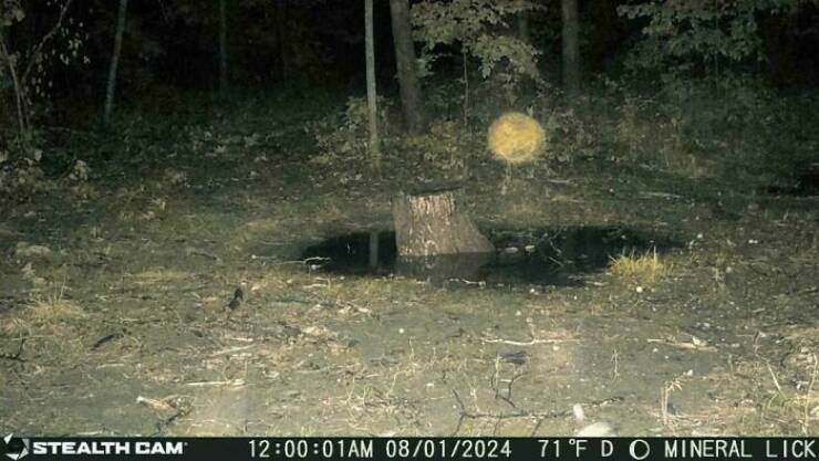 Creepy Trail Cam Photos That Will Make You Think Twice About The ...