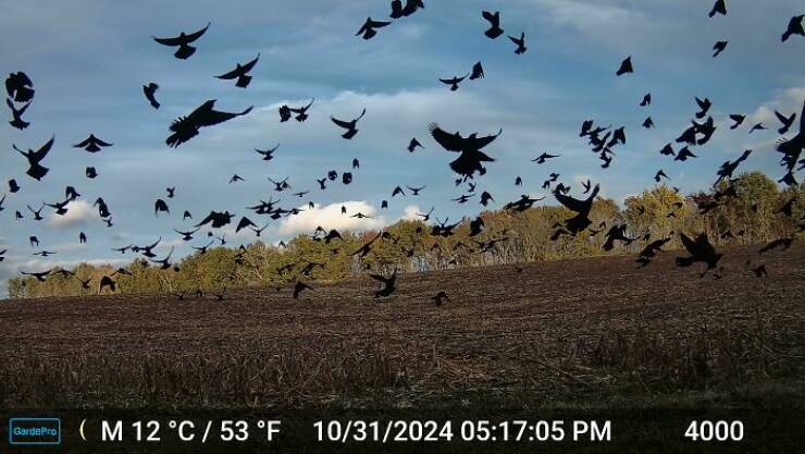 Creepy Trail Cam Photos That Will Make You Think Twice About The ...