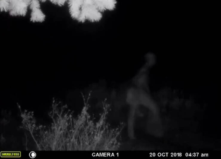 Creepy Trail Cam Photos That Will Make You Think Twice About The ...