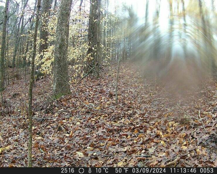 Creepy Trail Cam Photos That Will Make You Think Twice About The ...