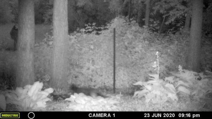Creepy Trail Cam Photos That Will Make You Think Twice About The ...