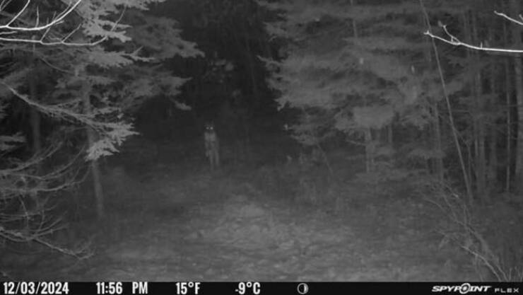 Creepy Trail Cam Photos That Will Make You Think Twice About The ...