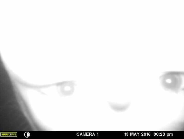 Creepy Trail Cam Photos That Will Make You Think Twice About The ...