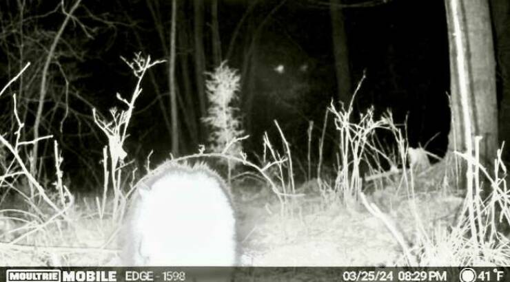 Creepy Trail Cam Photos That Will Make You Think Twice About The ...
