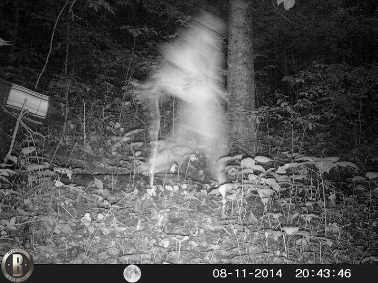 Creepy Trail Cam Photos That Will Make You Think Twice About The ...
