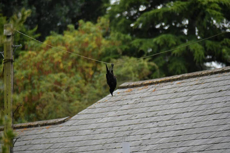 Mind-Blowing Posts That Show How Incredibly Smart Crows Are (48 PICS) - Izismile.com