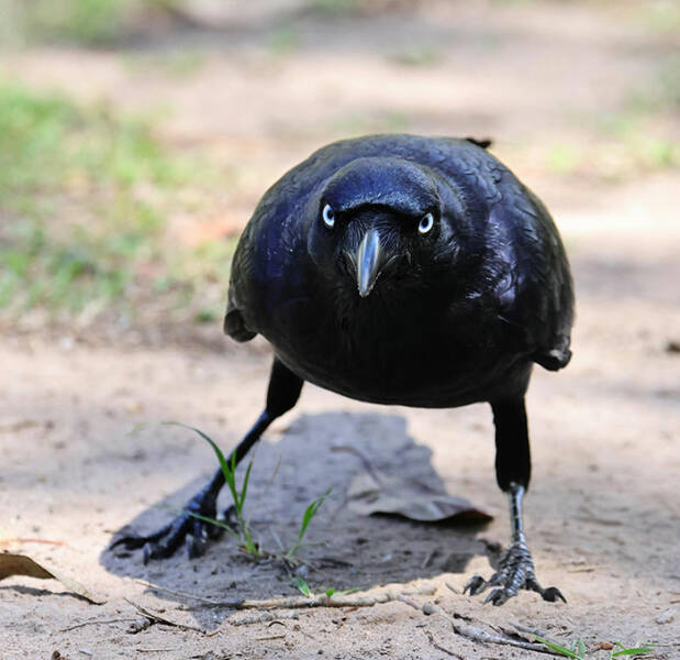 Mind-Blowing Posts That Show How Incredibly Smart Crows Are (48 PICS) - Izismile.com