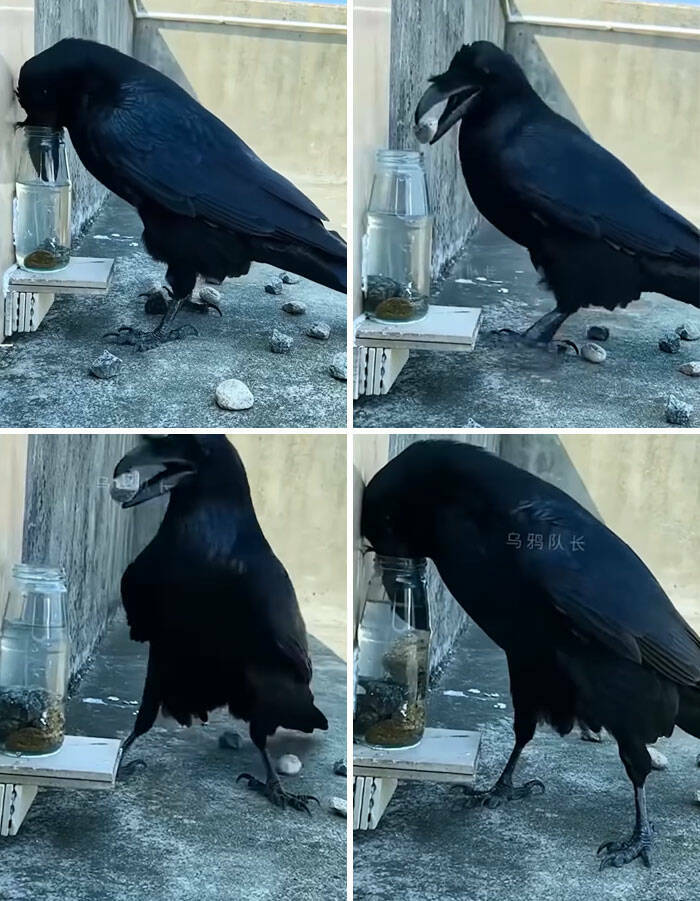 Mind-Blowing Posts That Show How Incredibly Smart Crows Are (48 PICS) - Izismile.com