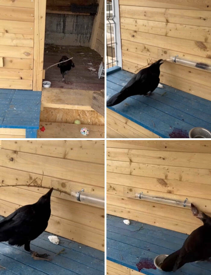 Mind-Blowing Posts That Show How Incredibly Smart Crows Are (48 PICS) - Izismile.com