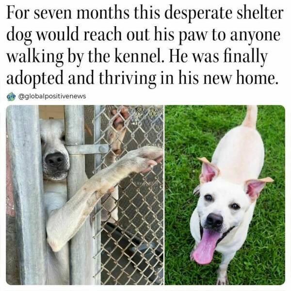Good News Only: Uplifting Stories To Brighten Your Day (46 PICS ...