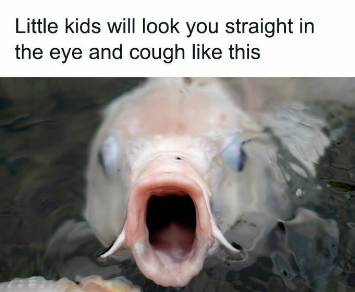 The Strangest Memes On The Internet Right Now (52 PICS) - Izismile.com