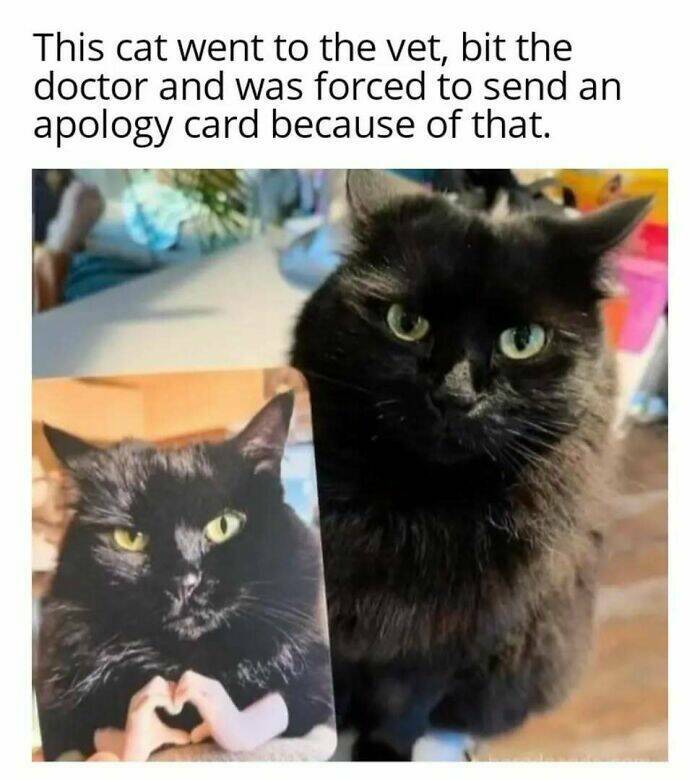 Chaotic Cat Memes That Will Have You Laughing Out Loud (53 PICS ...