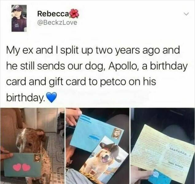 If Everything Feels Awful, Let These Dog Memes Be Your Comfort Blanket ...