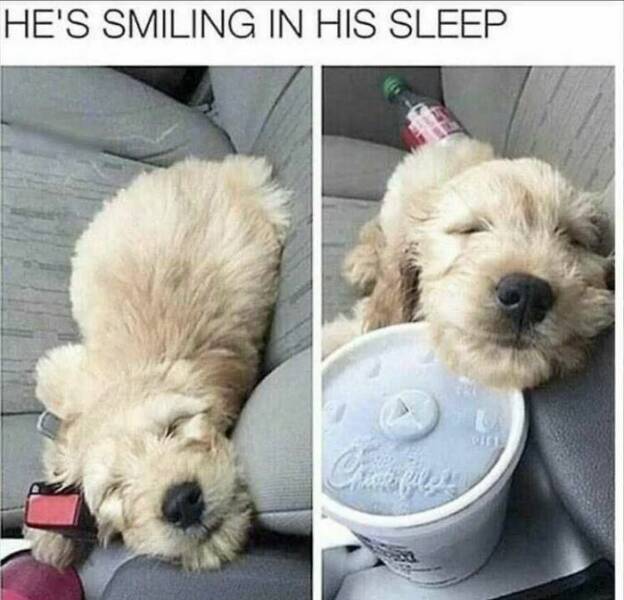 If Everything Feels Awful, Let These Dog Memes Be Your Comfort Blanket ...