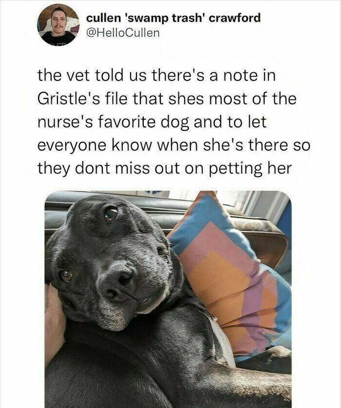 If Everything Feels Awful, Let These Dog Memes Be Your Comfort Blanket ...