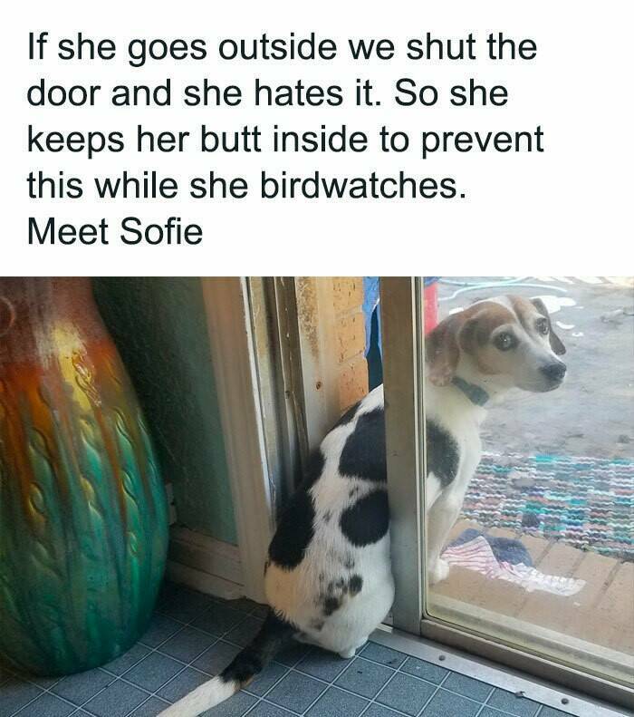 If Everything Feels Awful, Let These Dog Memes Be Your Comfort Blanket ...