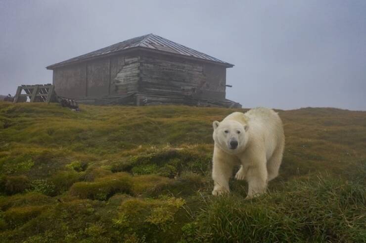 Inside the Ghost Station Now Ruled by Polar Bears: Stunning Photos From ...
