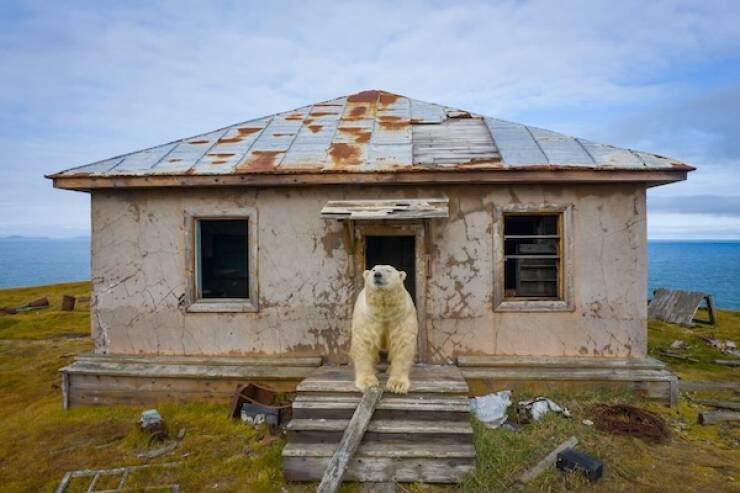 Inside the Ghost Station Now Ruled by Polar Bears: Stunning Photos From ...