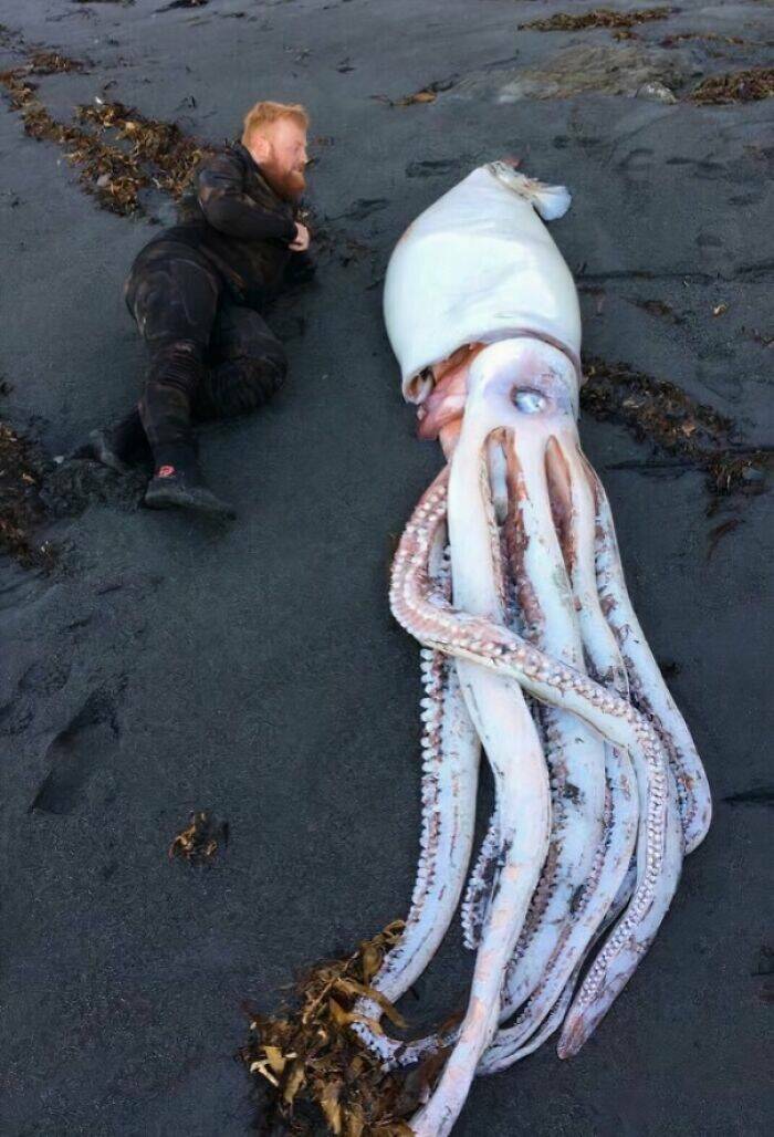 Giant Things That Give People The Creeps (48 PICS) - Izismile.com