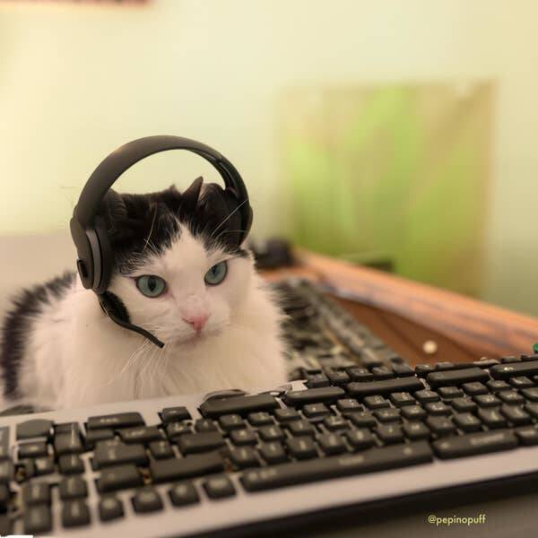 Adorable Animals At Work That’ll Make Your Day Better (20 PICS ...