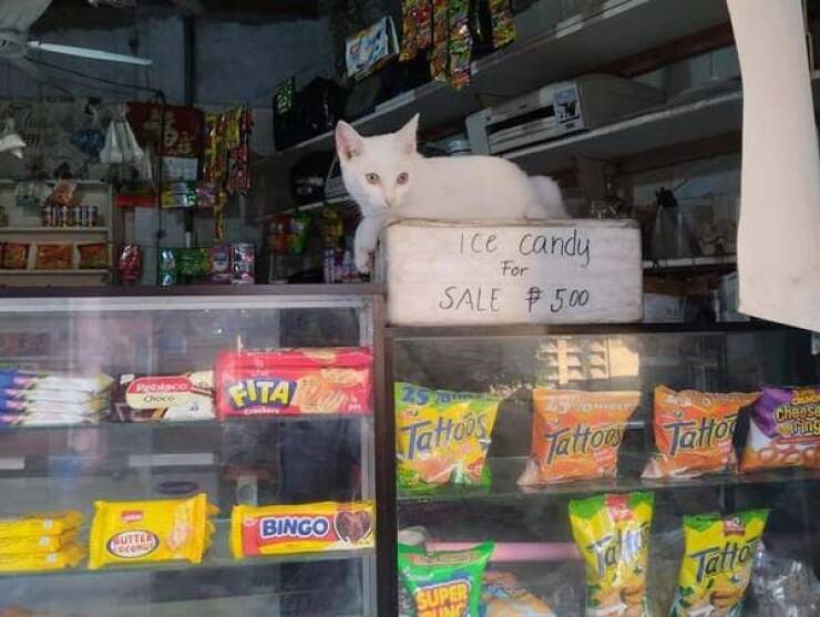 Adorable Animals At Work That’ll Make Your Day Better (20 PICS ...