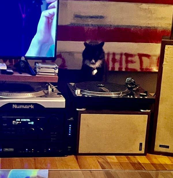 Adorable Animals At Work That’ll Make Your Day Better (20 PICS ...