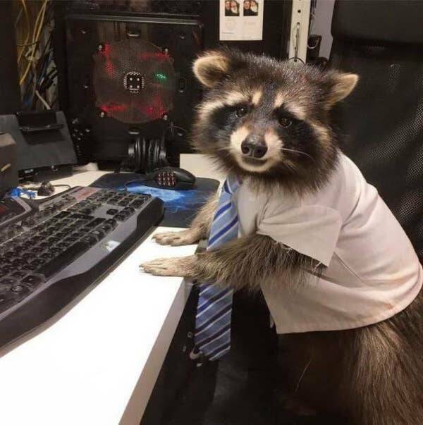 Adorable Animals At Work That’ll Make Your Day Better (20 PICS ...
