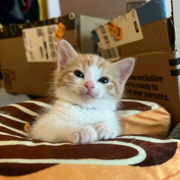 Why Do Cats Knock Things Over? Science Doesn’t Know, But These Cats Don ...