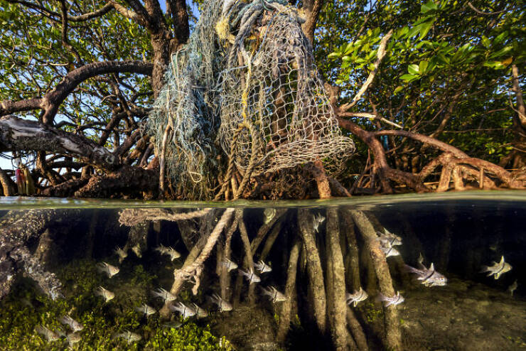Spectacular Images Of The 2025 Mangrove Photography Awards (43 PICS ... Spectacular Images Of The 2025 Mangrove Photography Awards (43 PICS ...